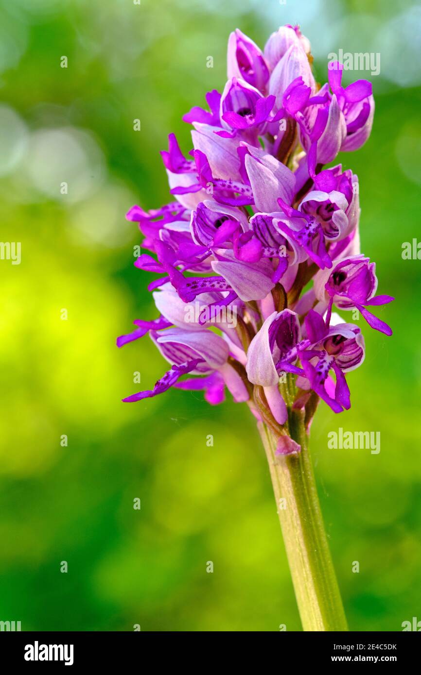 Helmet orchid, Orchis militaris, helmet orchid Stock Photo - Alamy
