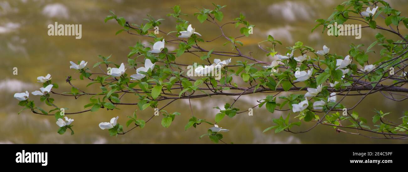 Close-up of Dogwood flowers, Merced River, Yosemite National Park ...