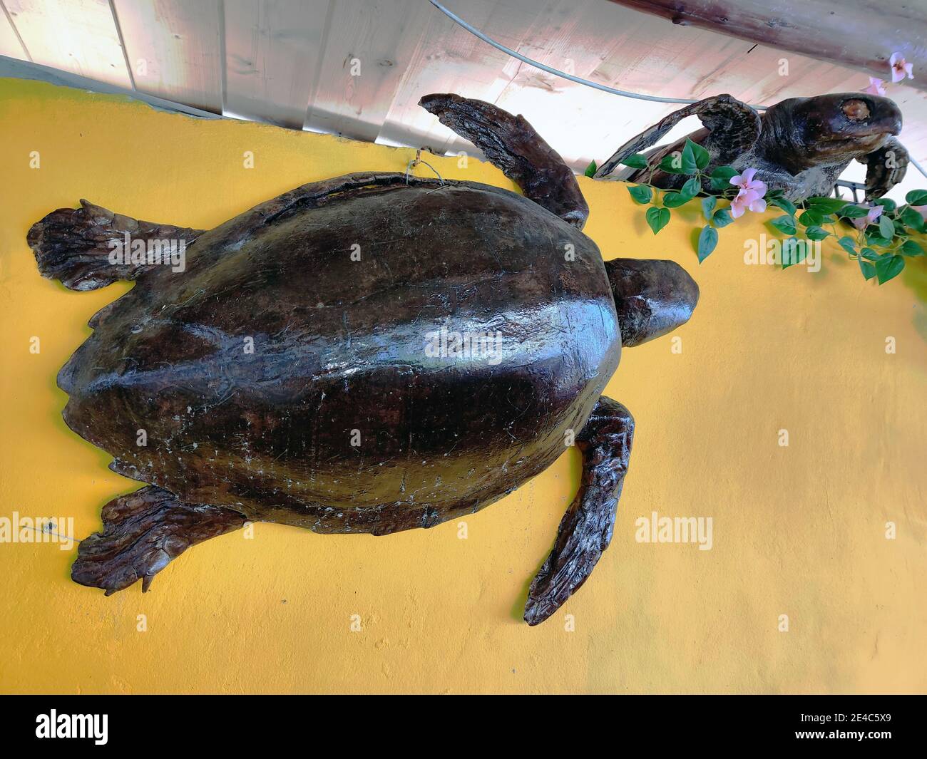 Sea turtle a trophy from a bygone era, in the fishing village of ...