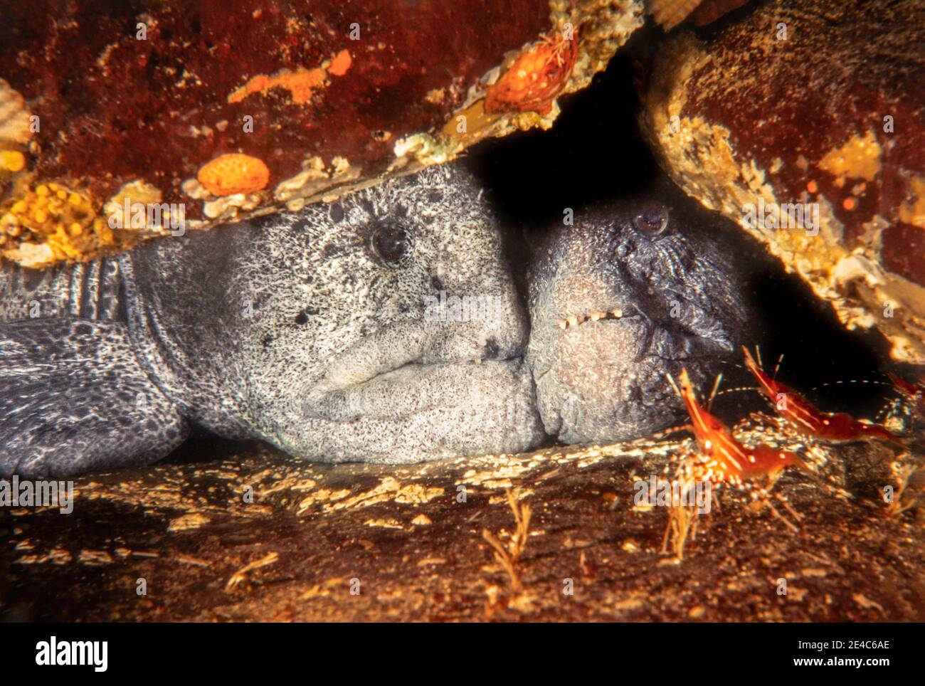Wolf fish eating a sea urchin hi-res stock photography and images - Alamy