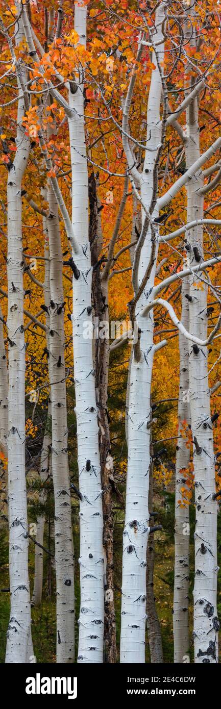 Quaking Aspen (Populus tremuloides) trees, Boulder Mountain, Dixie ...
