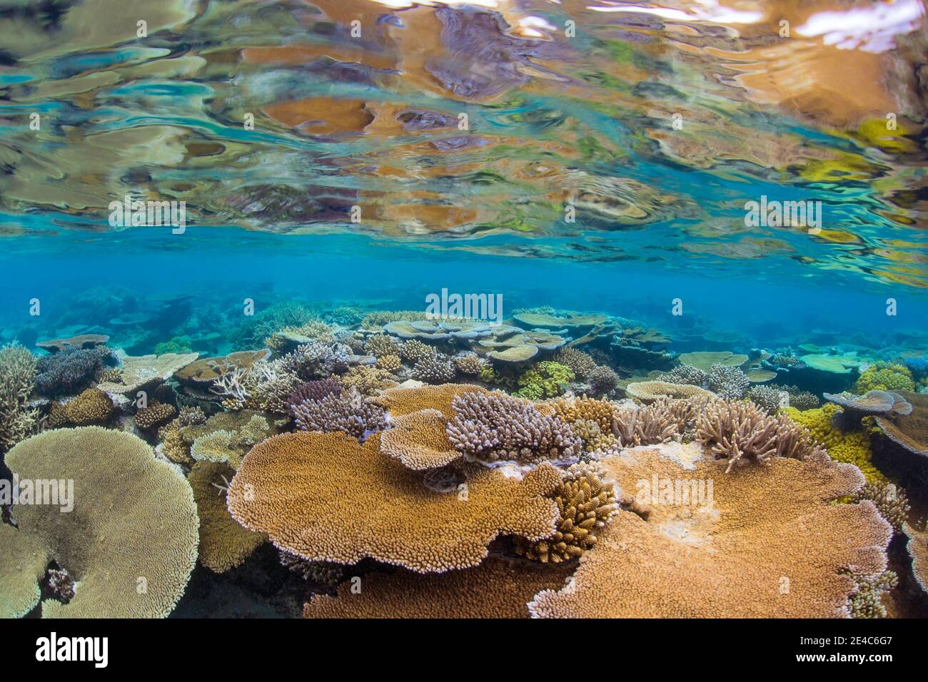 A shallow water reef scene with an array of fragile corals growing in ...