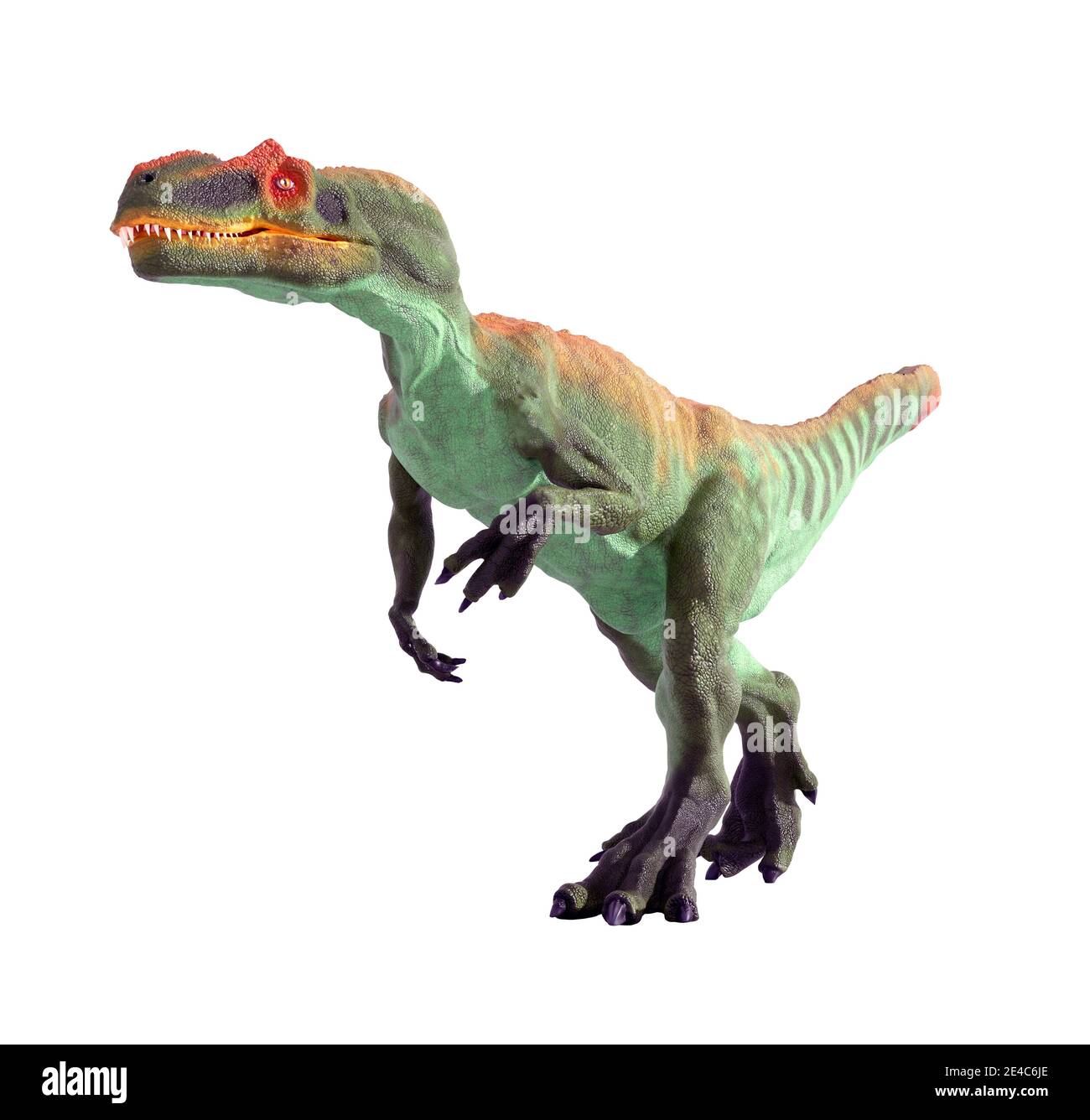 Allosaurus dinosaur, artwork. Allosaurs were large carnivorous therapods that lived during the ...