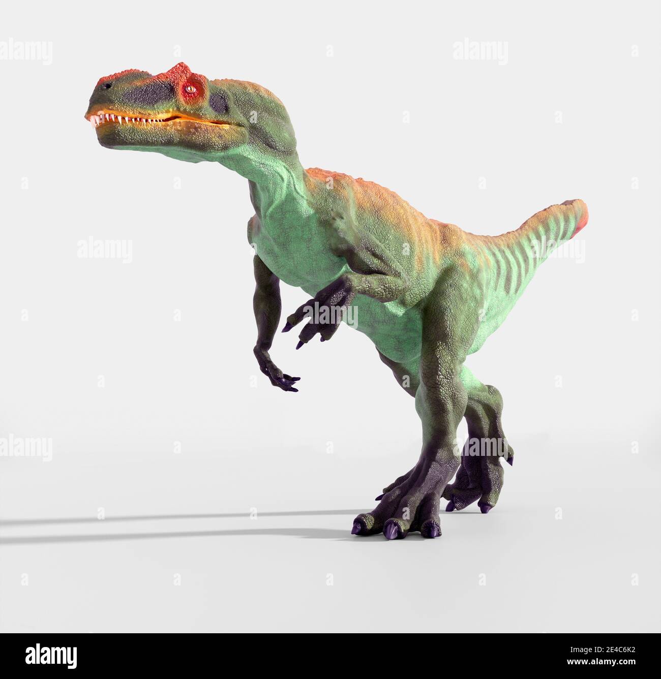 Allosaurus dinosaur, artwork. Allosaurs were large carnivorous therapods that lived during the ...
