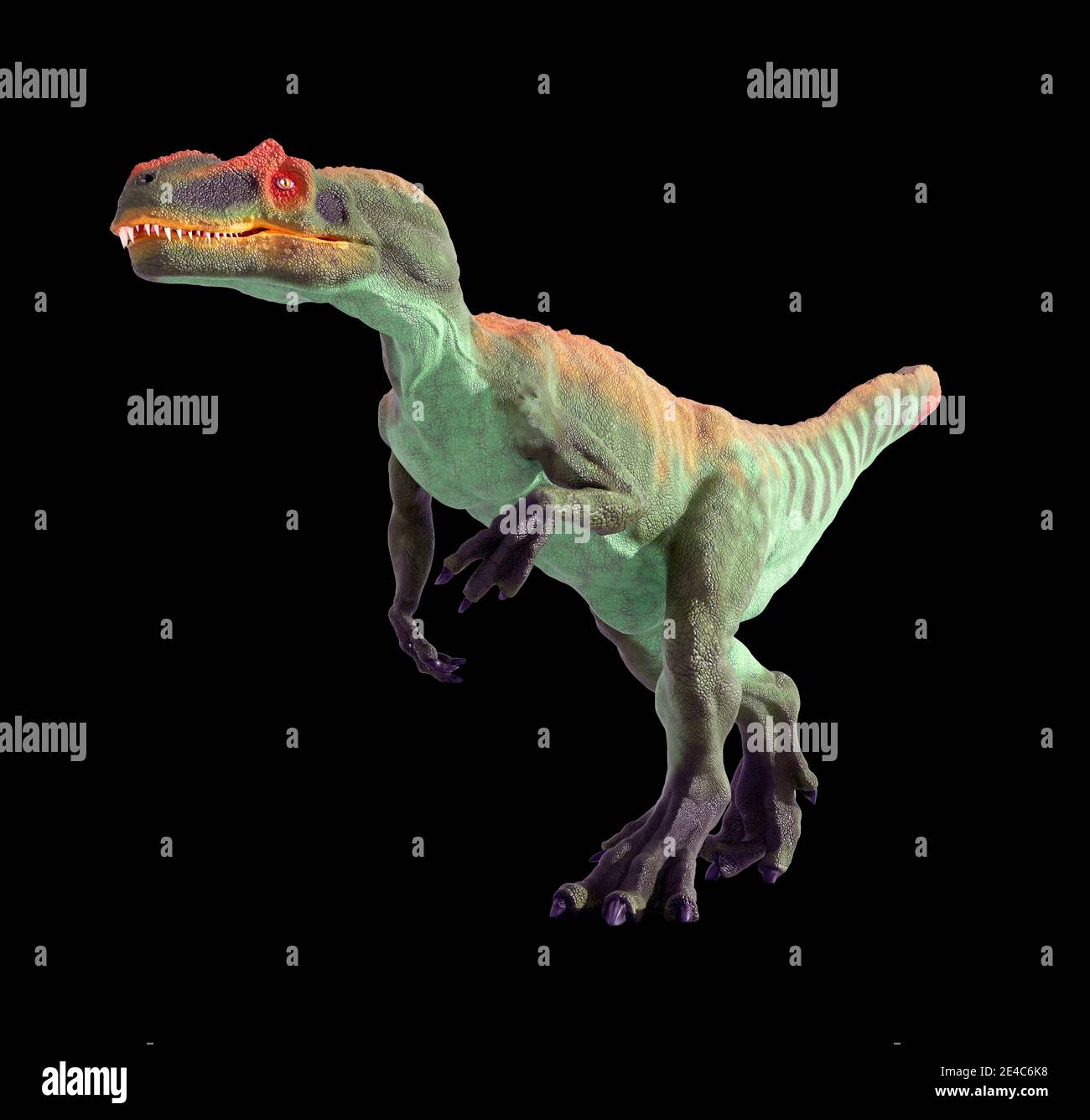 Allosaurus dinosaur, artwork. Allosaurs were large carnivorous therapods that lived during the ...