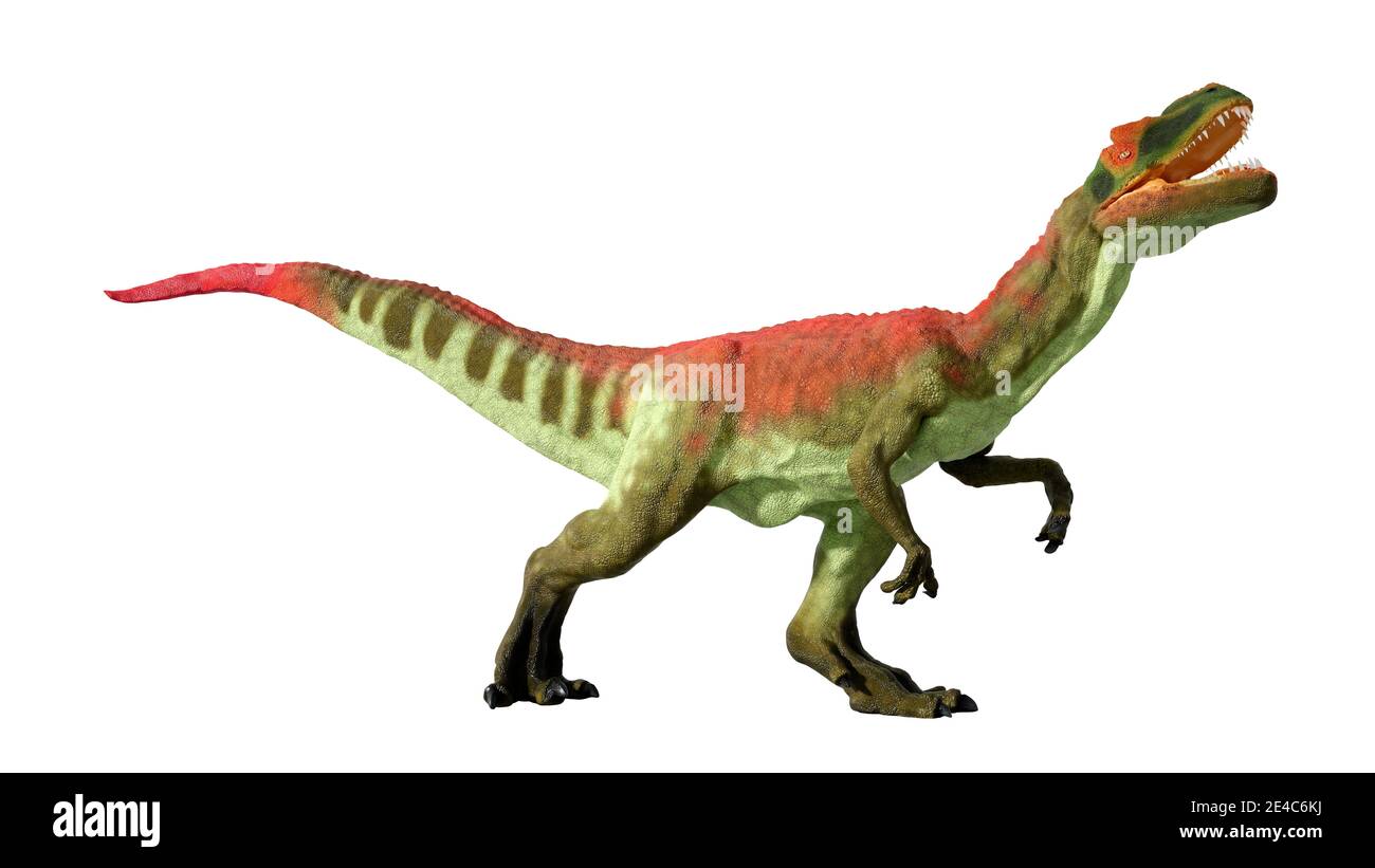Allosaurus dinosaur, artwork. Allosaurs were large carnivorous ...