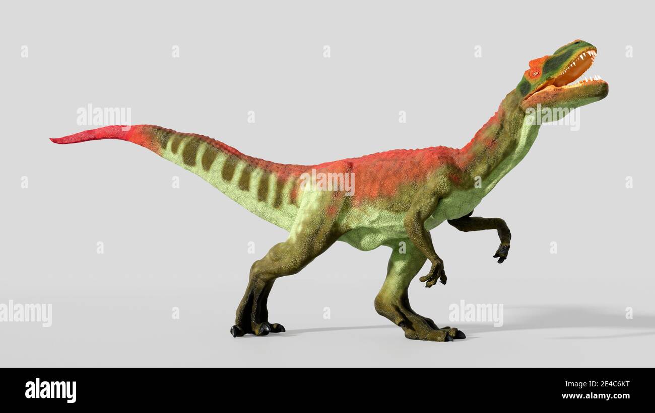 Allosaurus dinosaur, artwork. Allosaurs were large carnivorous therapods that lived during the ...