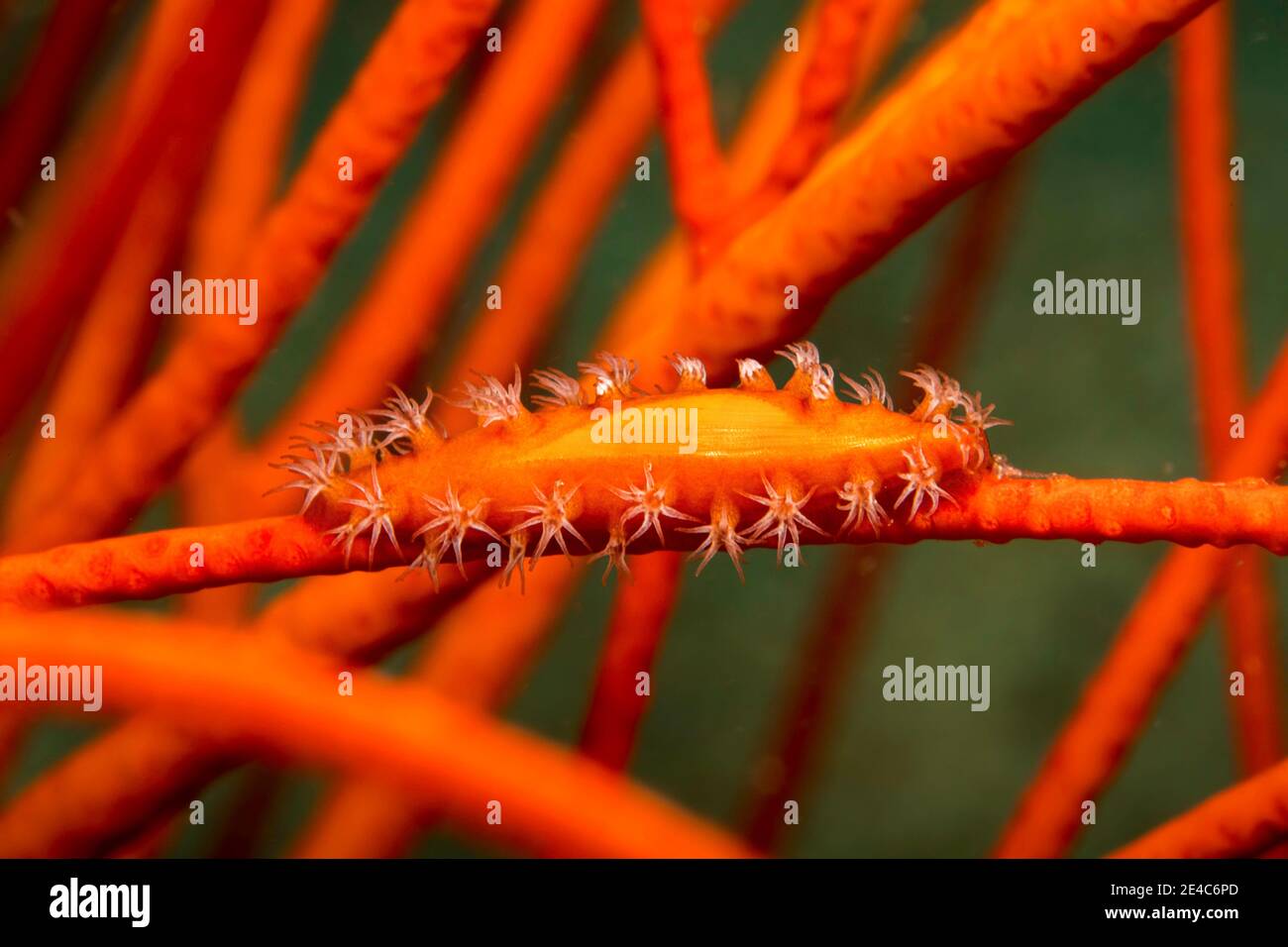 Allied partner cowry, Aclyvolva lanceolata, on whip coral, Philippines. The mantel of the cowry ...
