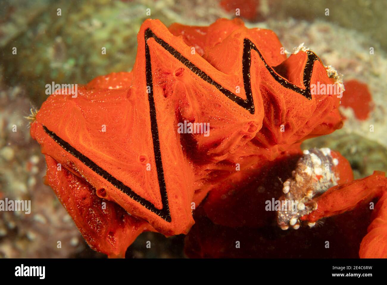 The zigzag oyster, Lopha cristagalli, is also known as the cockscomb ...