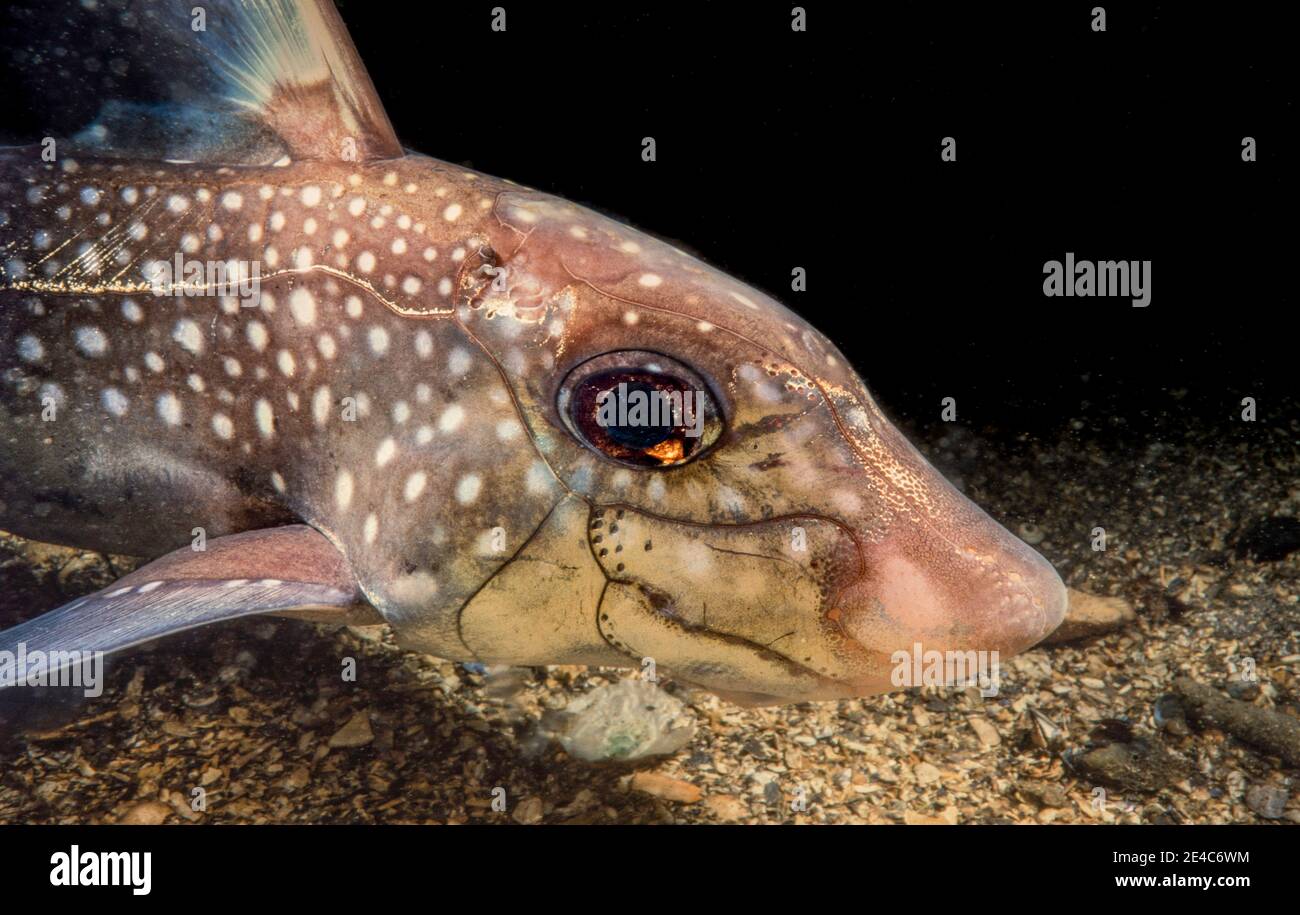 Ratfish, Hydrolagus colliei, reach nearly one meter in length and are ...