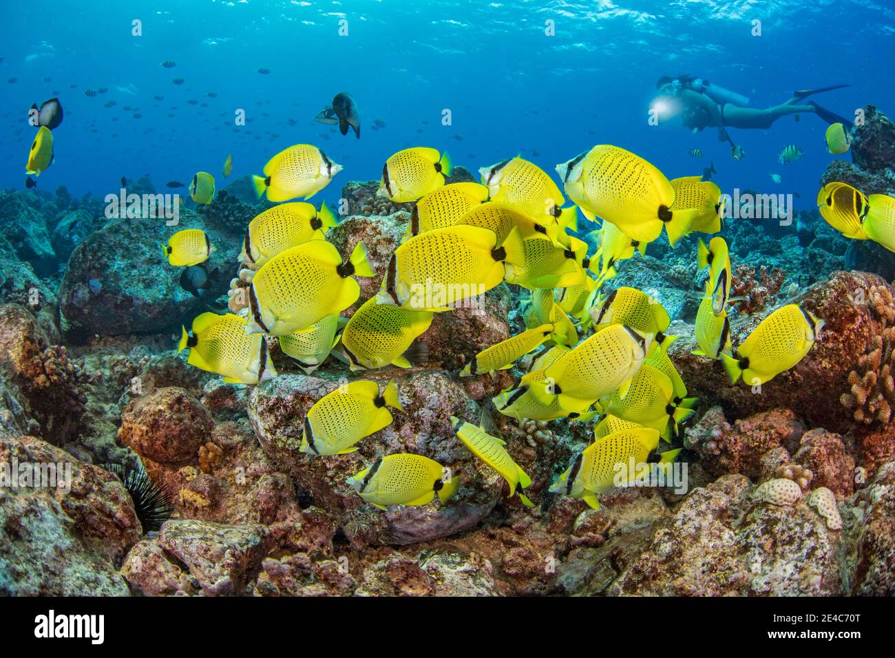 Schooling, endemic, milletseed butterflyfish, Chaetodon miliaris, and a ...