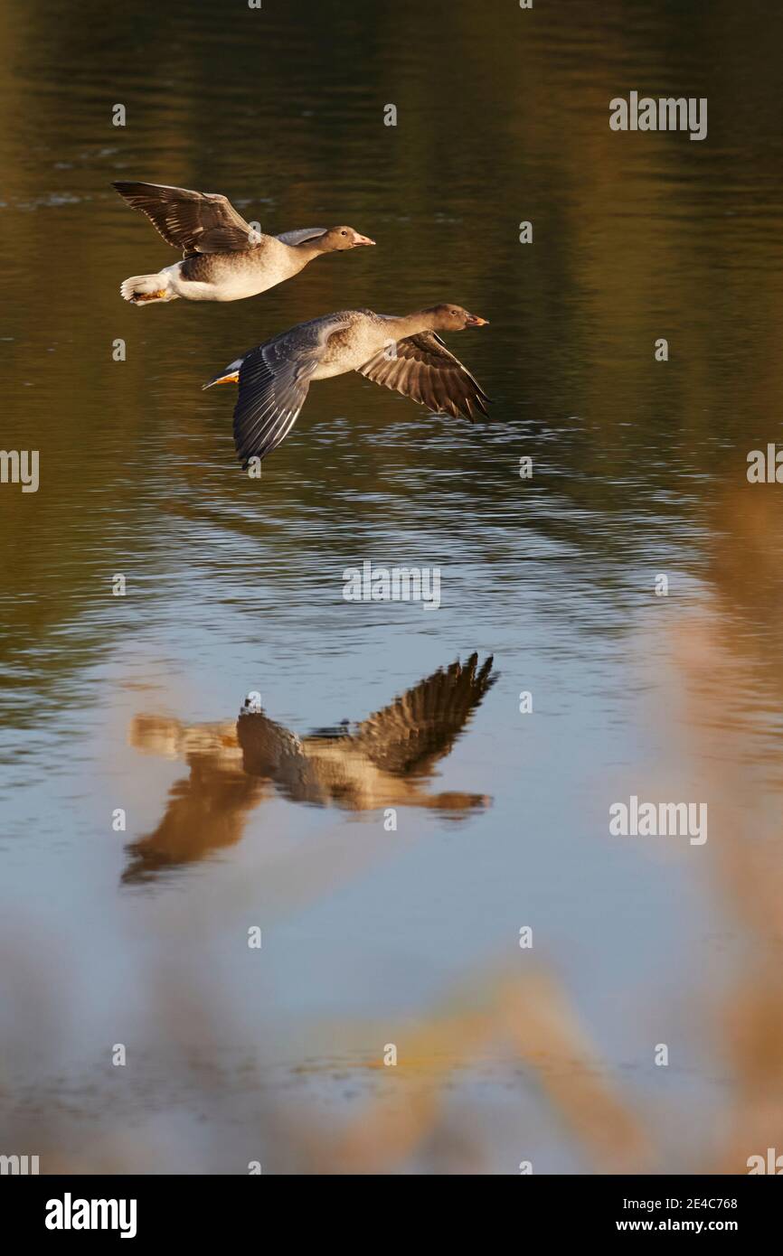 Nordic fauna hi-res stock photography and images - Alamy