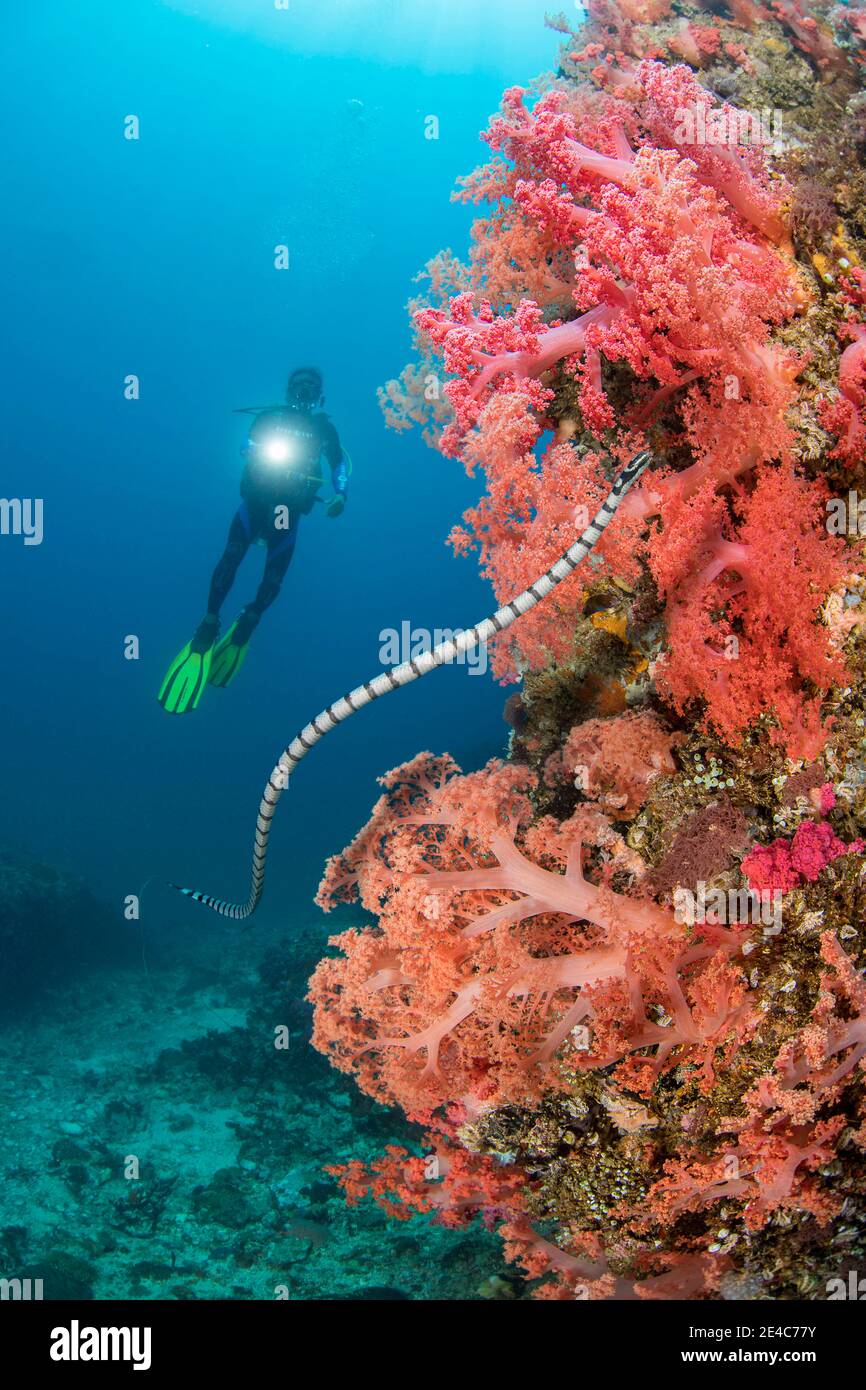 Mr snake hi-res stock photography and images - Alamy