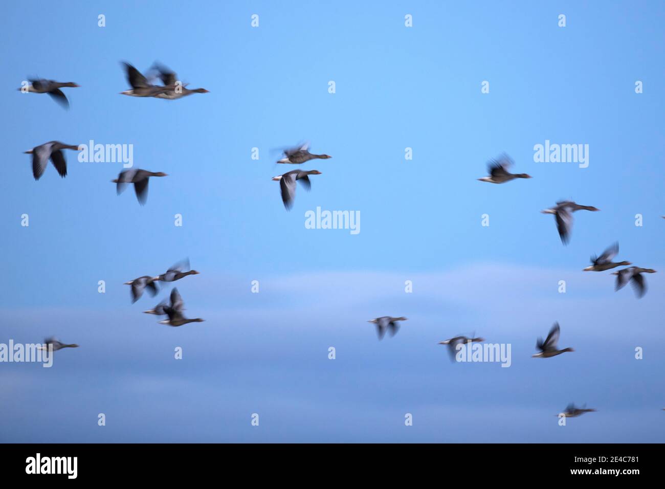 Nordic fauna hi-res stock photography and images - Alamy