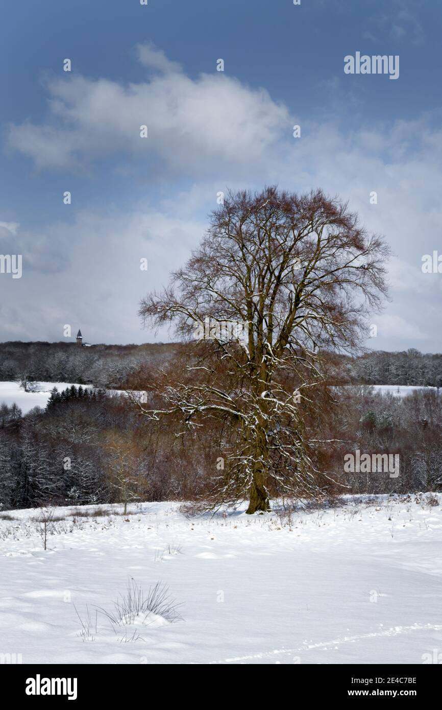 Tall tree in winter with no leaves in the snow in Sussex, England Stock ...