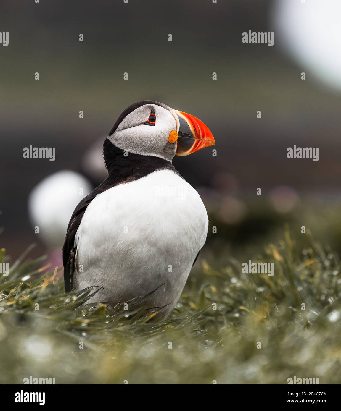Puffin colony on Staffa Island Stock Photo - Alamy