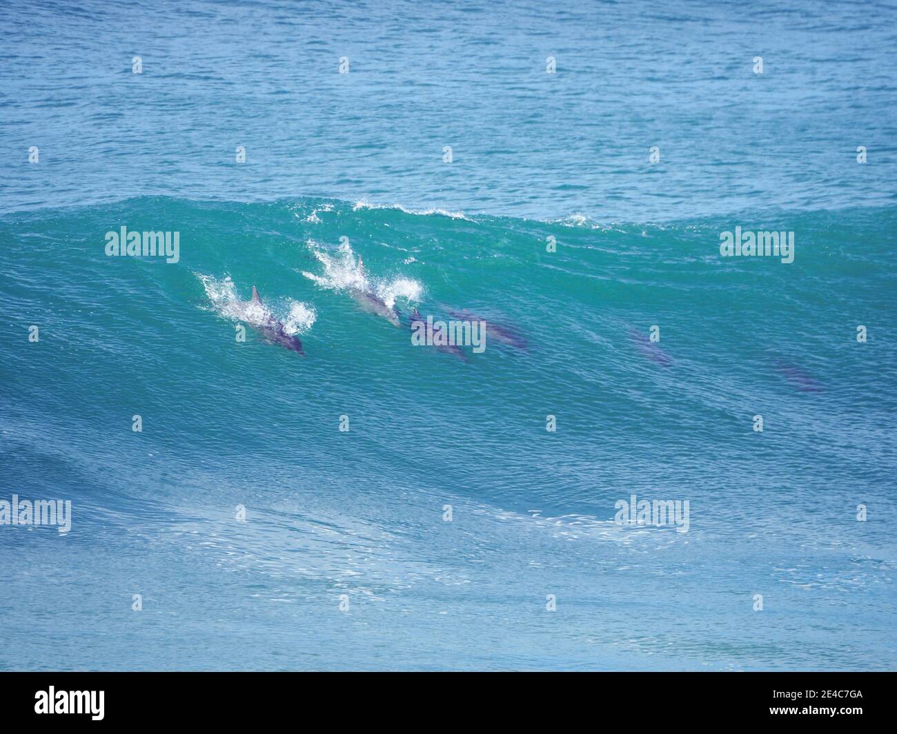 Wild Bottlenose Dolphins making a splash as they dive down together ...