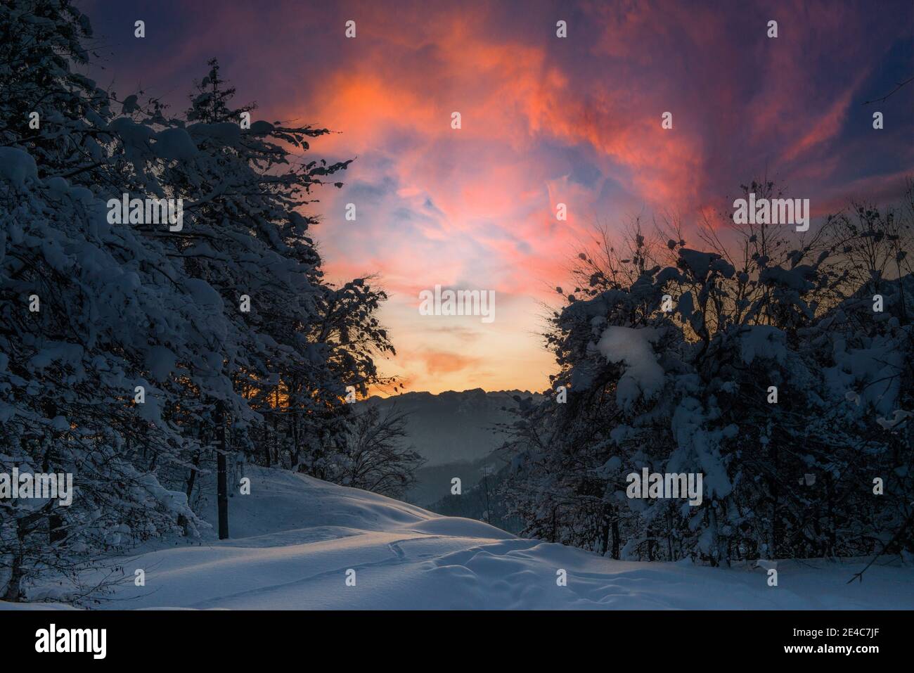 heavy snowfall in the woods at sunset Stock Photo - Alamy