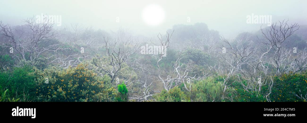 Sun sets through coastal fog over a tangled shrub snag forest, Montana ...