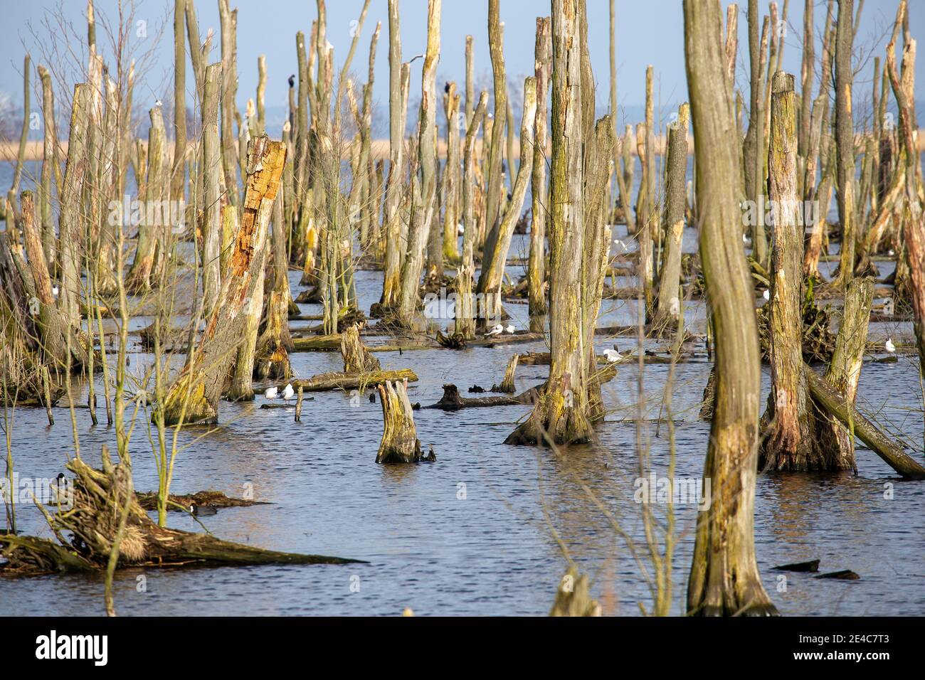 Dead forest hi-res stock photography and images - Alamy