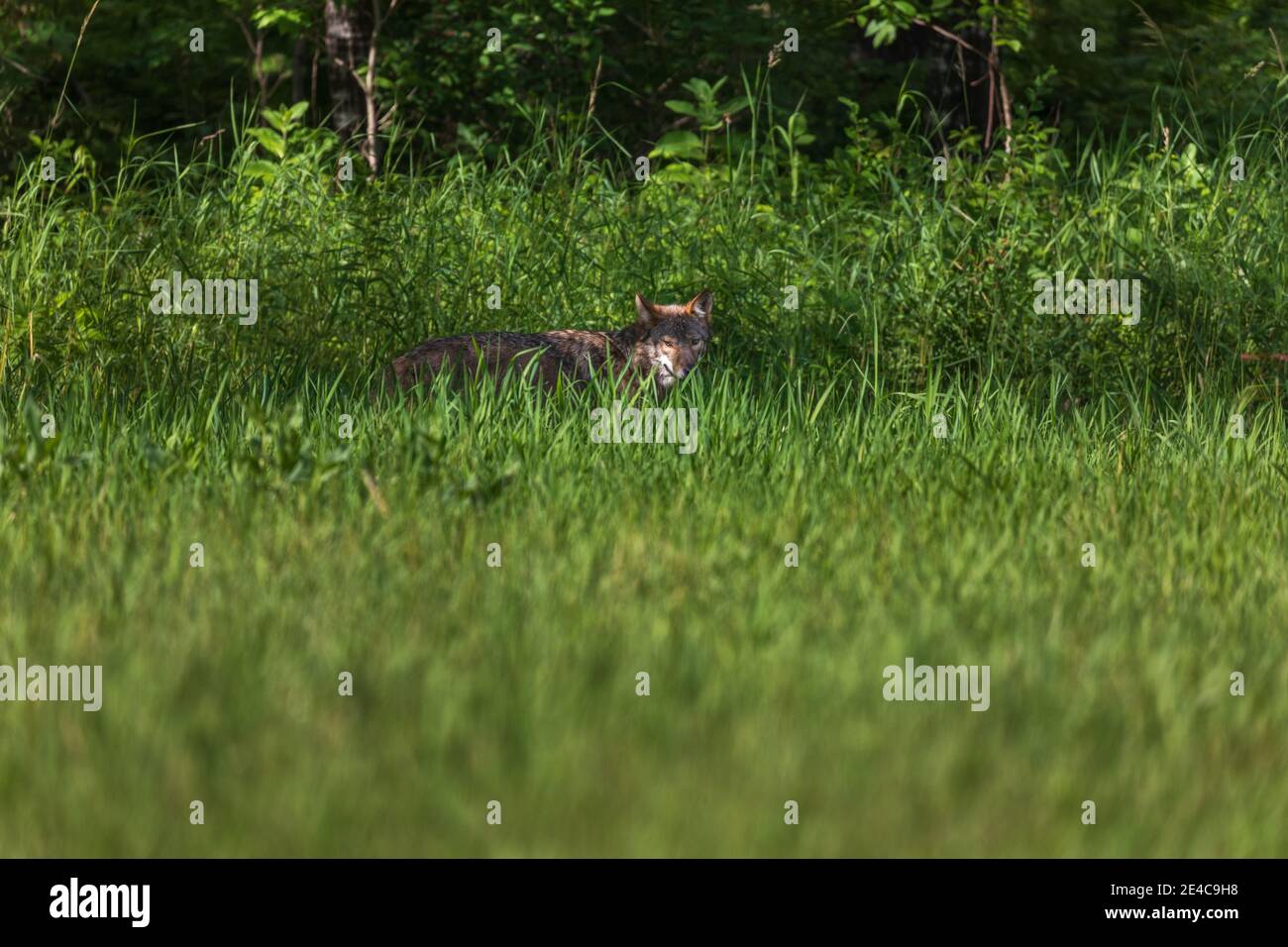 Wolf hidden in the woods hi-res stock photography and images - Alamy