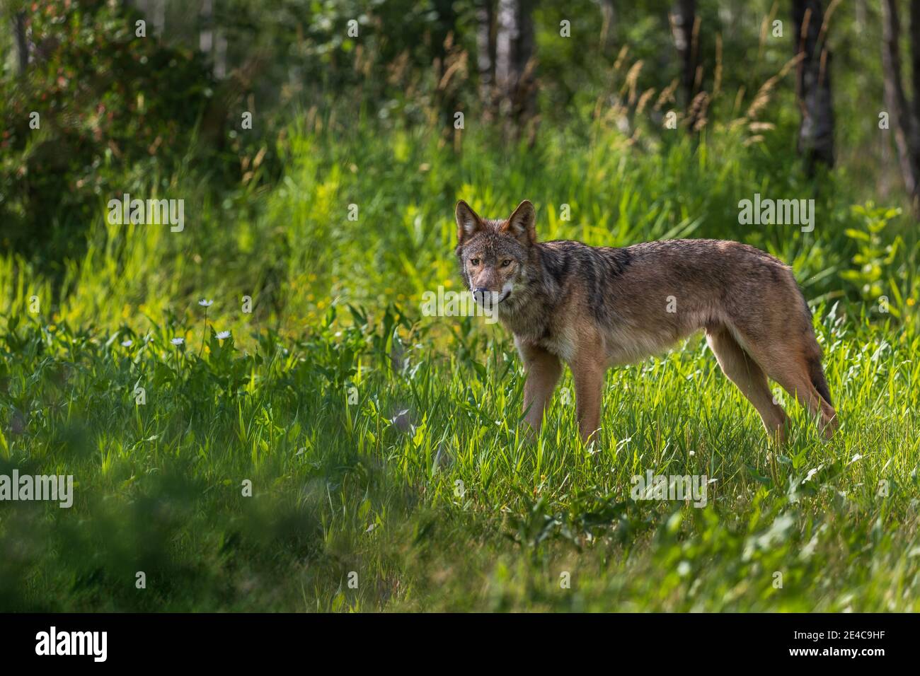 Gray wolf in northern Wisconsin Stock Photo - Alamy