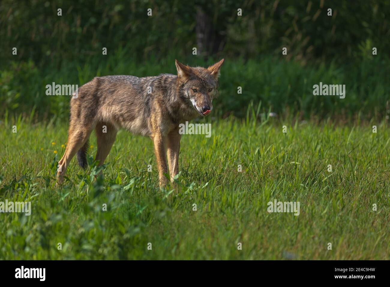 A rare sight in the north hi-res stock photography and images - Alamy