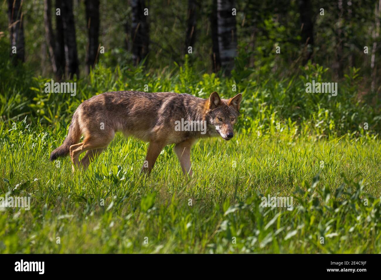 Eastern gray wolf hi-res stock photography and images - Alamy