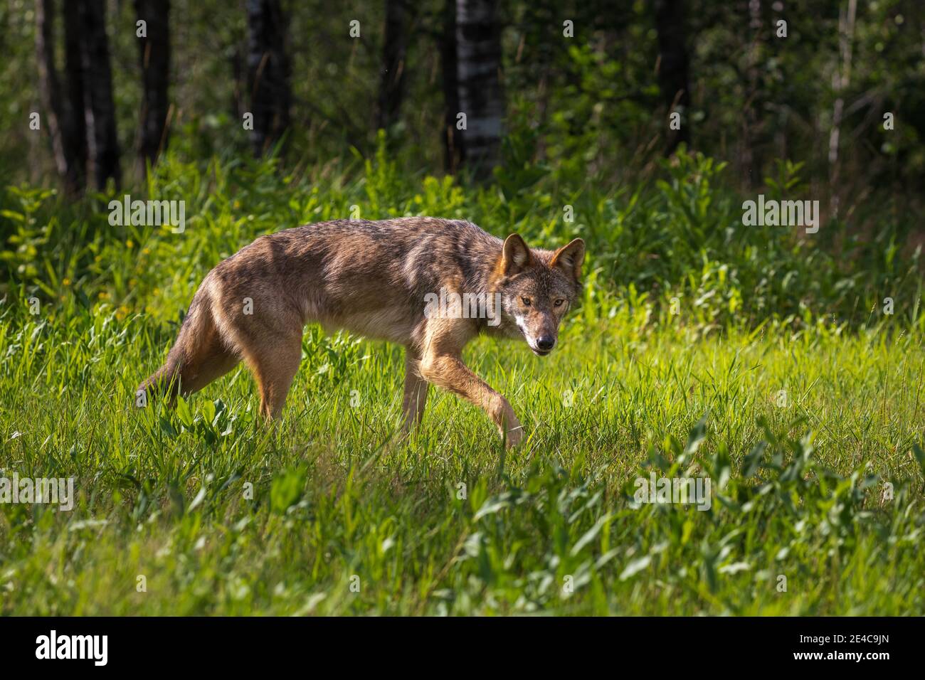 Gray wolf in northern Wisconsin Stock Photo - Alamy