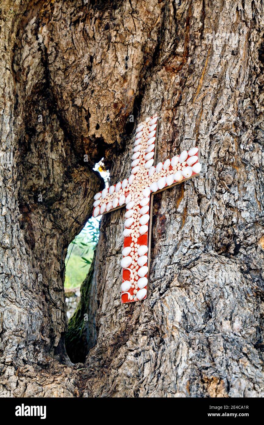 Rough tree bark hi-res stock photography and images - Alamy