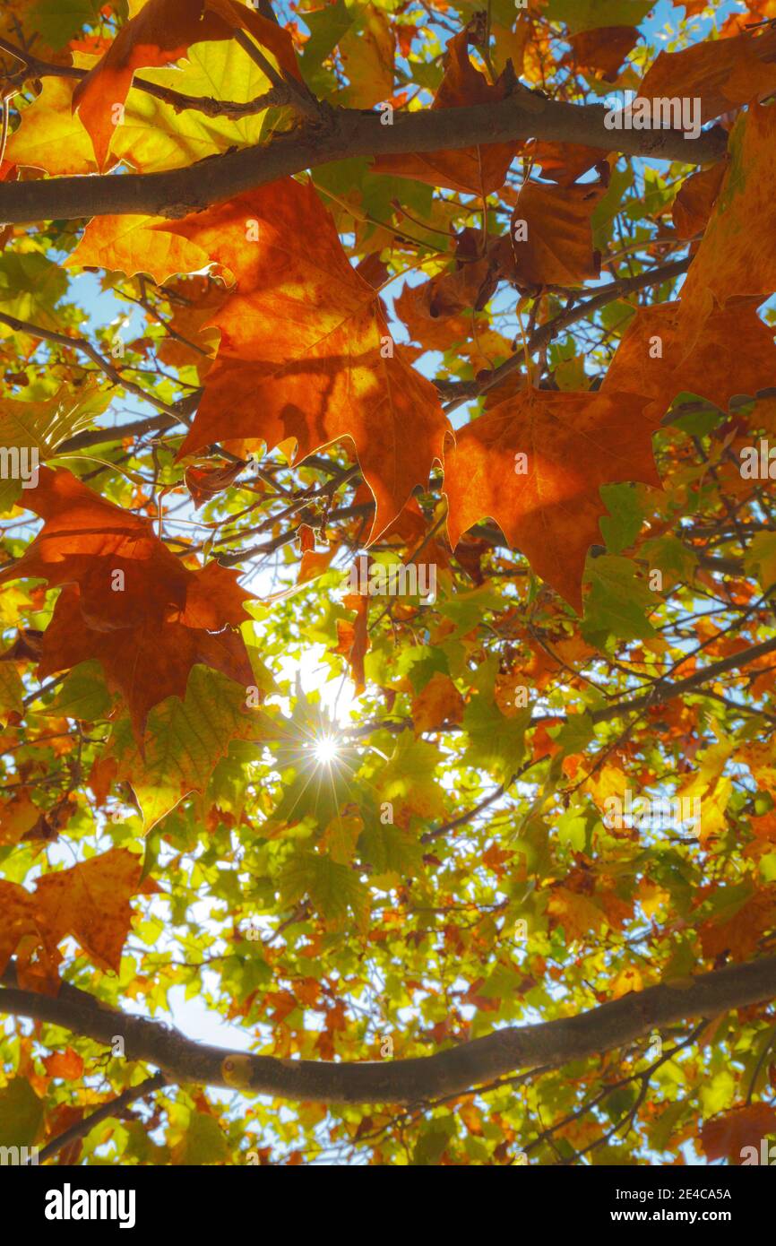 Sun shines through leaves hi-res stock photography and images - Alamy