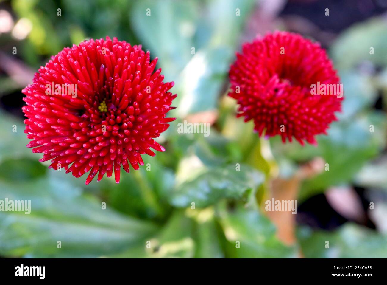 Bellissima hi-res stock photography and images - Alamy