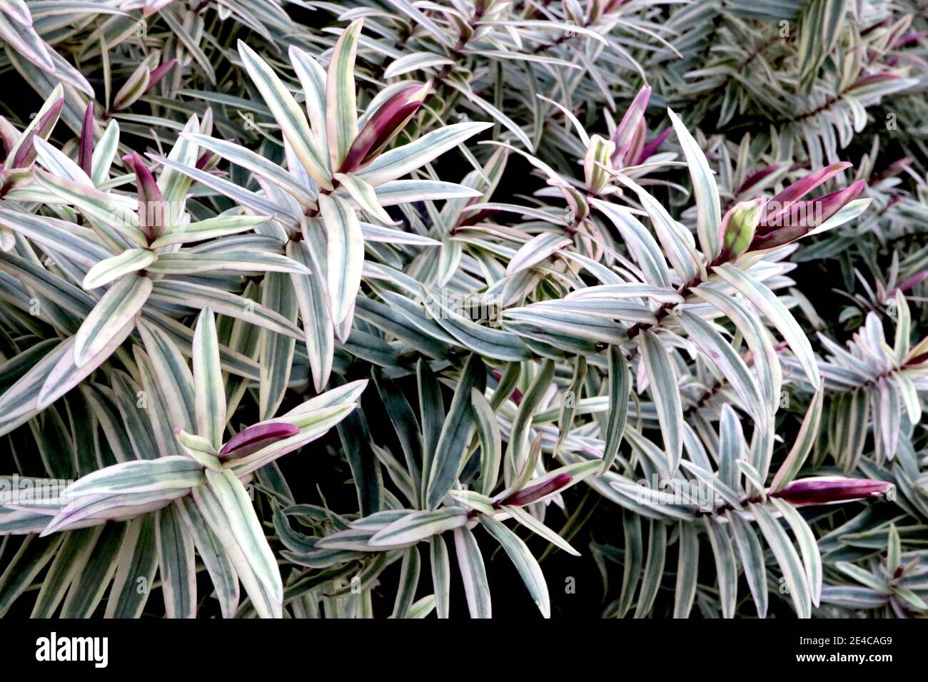 Hebe Flower High Resolution Stock Photography and Images - Alamy