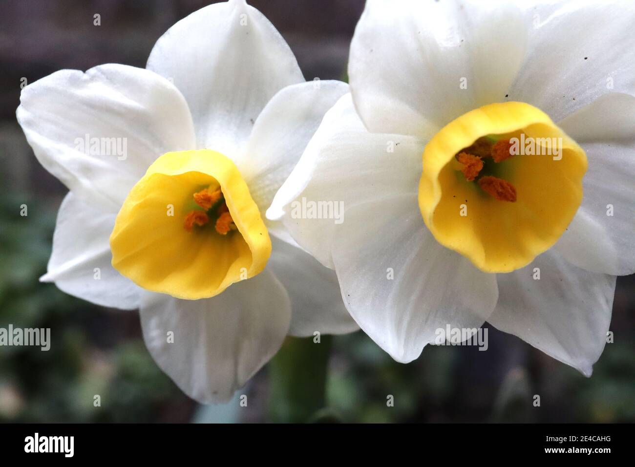 Multi headed flowers hi-res stock photography and images - Alamy