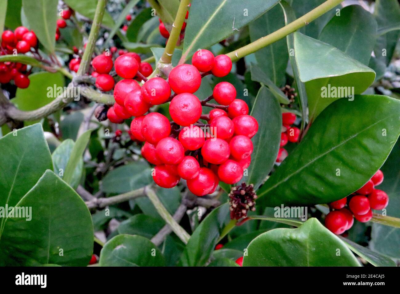 Skimmia japonica shrub red berries hi-res stock photography and images ...