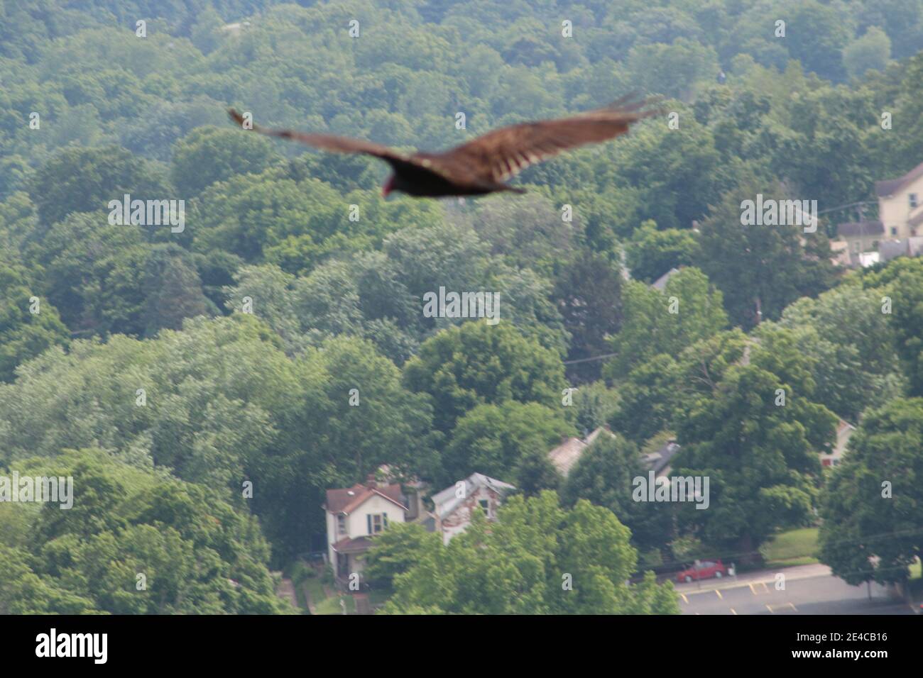 Turkey Vulture in Flight (Also known as a Buzzerd Stock Photo - Alamy