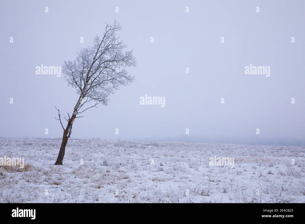 Frost covered tree hi-res stock photography and images - Alamy