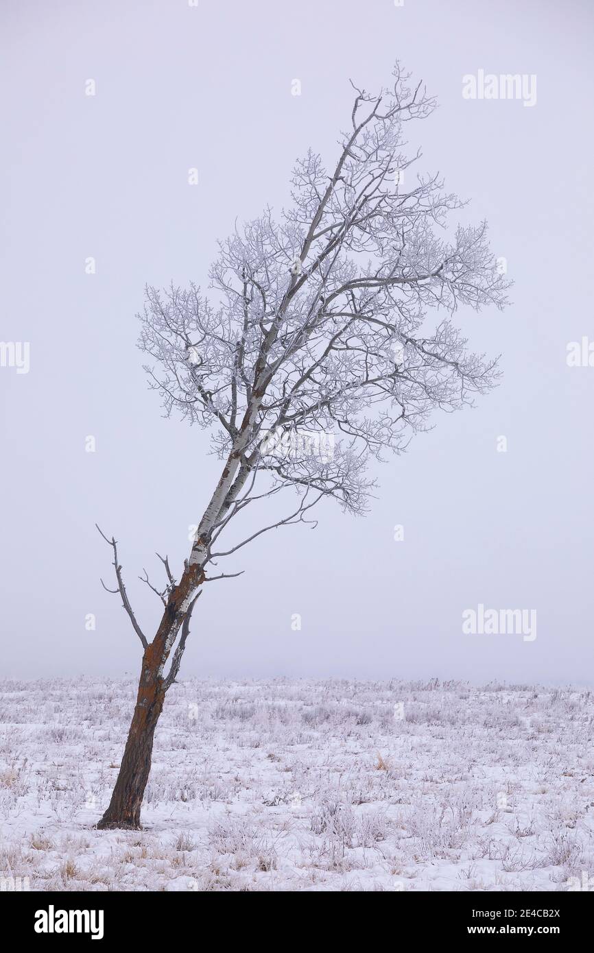 Lone aspen winter hi-res stock photography and images - Alamy