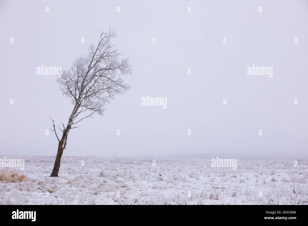 Frost covered tree hi-res stock photography and images - Alamy
