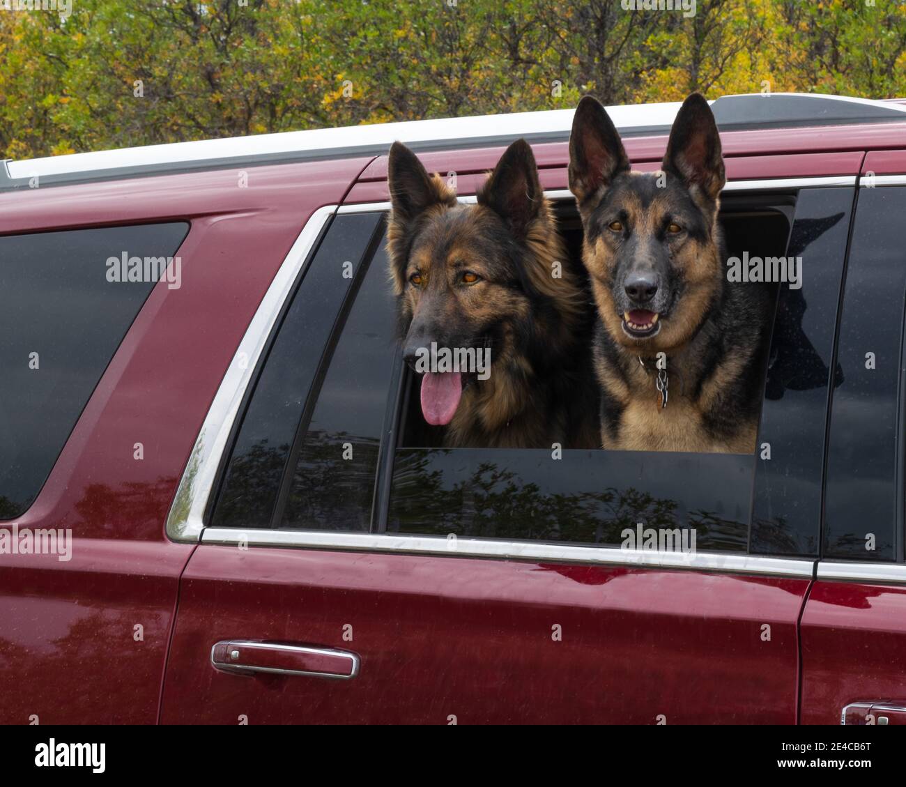 German Shepherds High Resolution Stock Photography and Images - Alamy