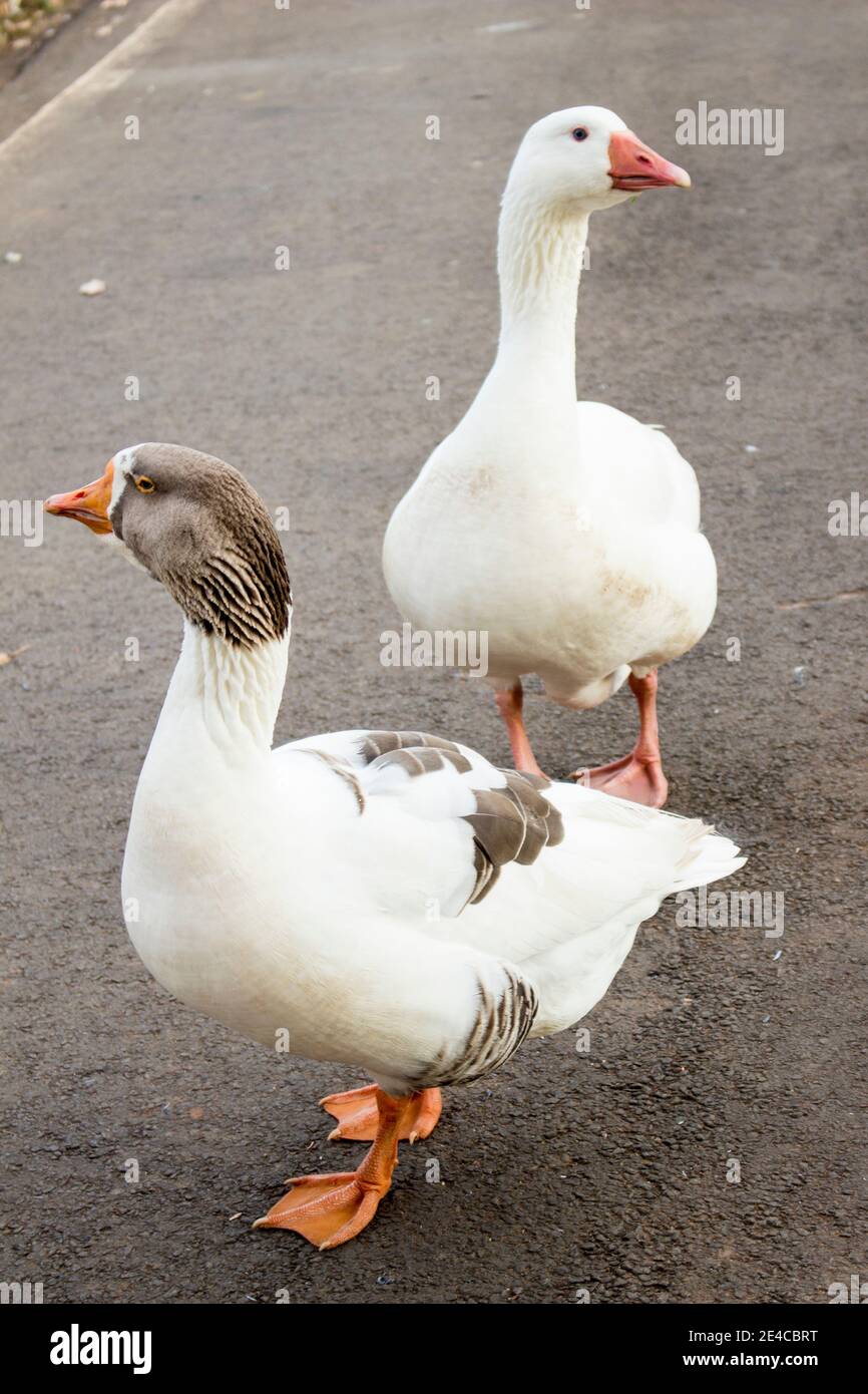 Duck and goose together hi-res stock photography and images - Alamy