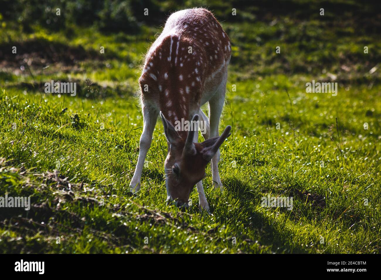 Assling hi-res stock photography and images - Alamy