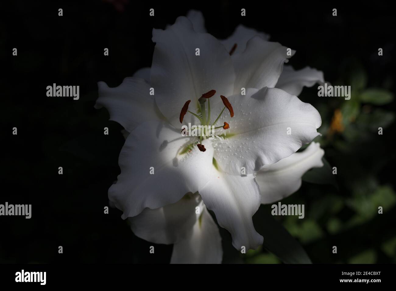 Closeup of the beautiful white Stargazer Lily, highlighted by natural ...
