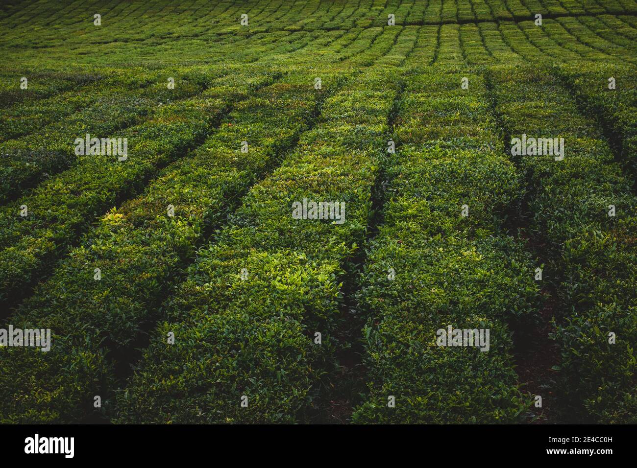 Farming azores hi-res stock photography and images - Alamy