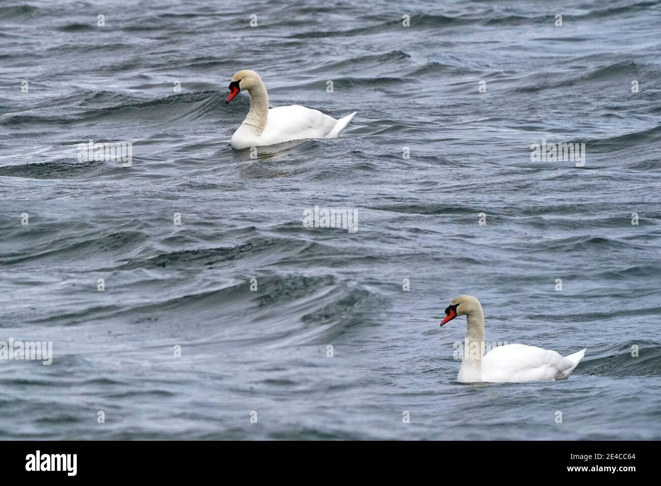 Extinct swan hi-res stock photography and images - Alamy