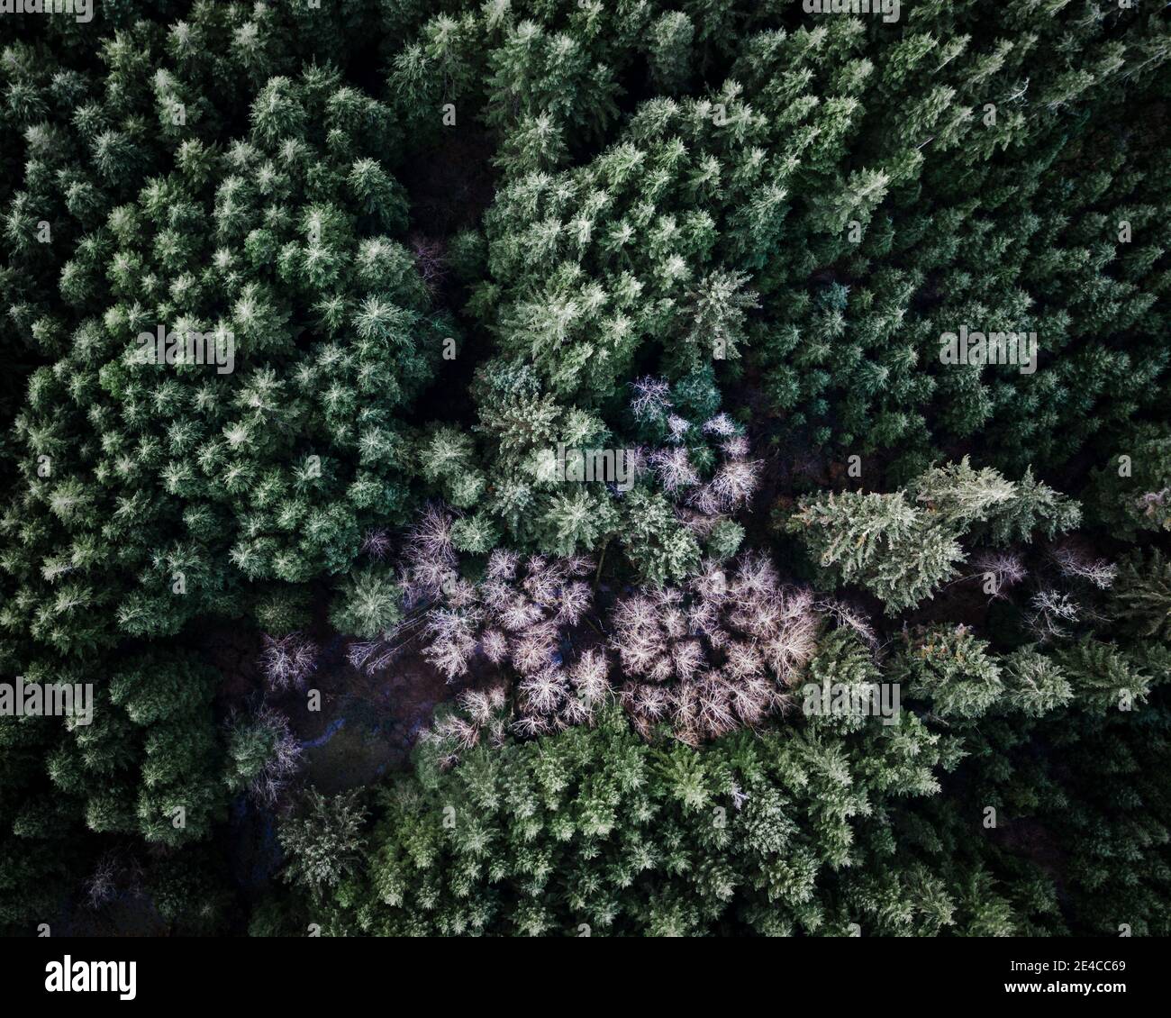 Frost on pine trees and white alder trees in winter, Pacific Northwest ...