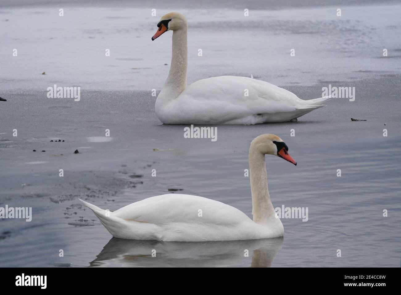 Almost made native swans go extinct hi-res stock photography and images ...