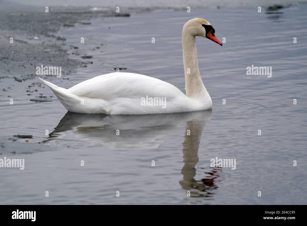 Mute swans in freezing cold water Stock Photo - Alamy