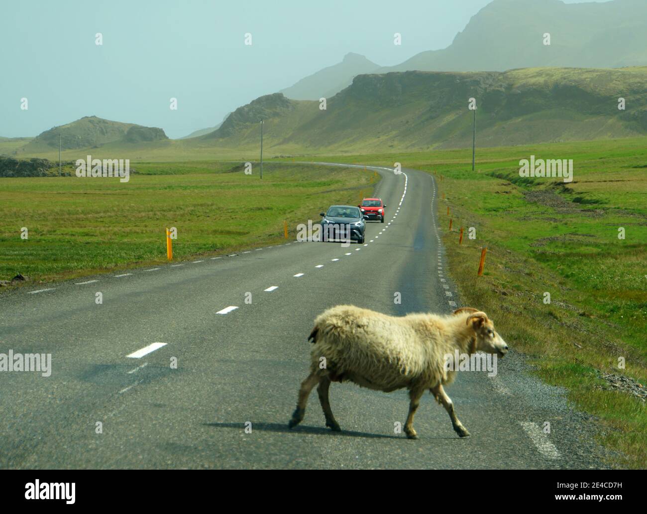 A wild goat crossing the road in front of the moving traffic near East ...