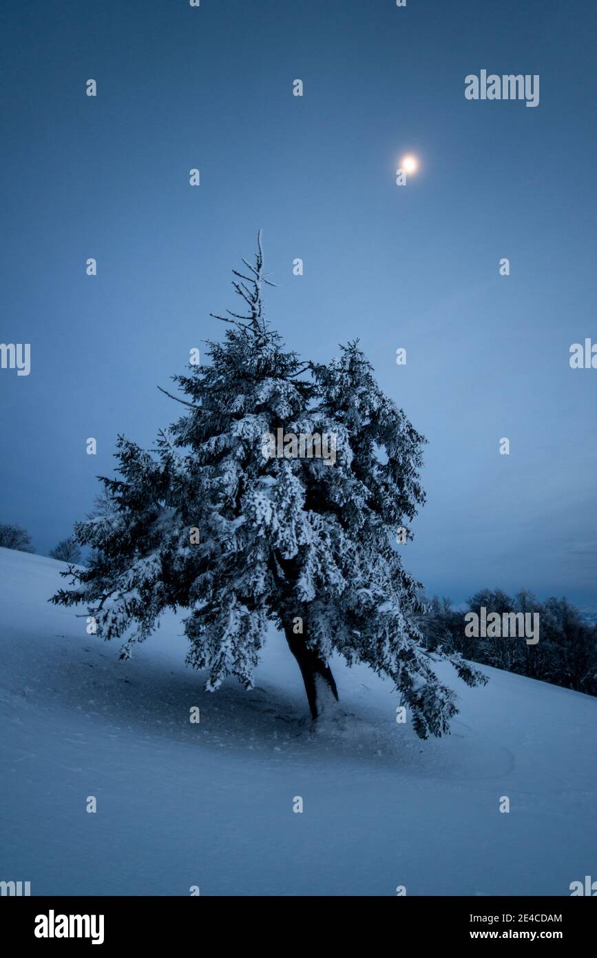 Trees on mountain hi-res stock photography and images - Alamy